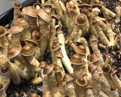 Melmac - Magic Spore