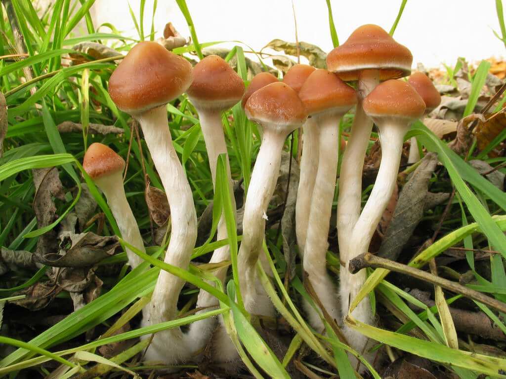 Azurescens - Shithpn