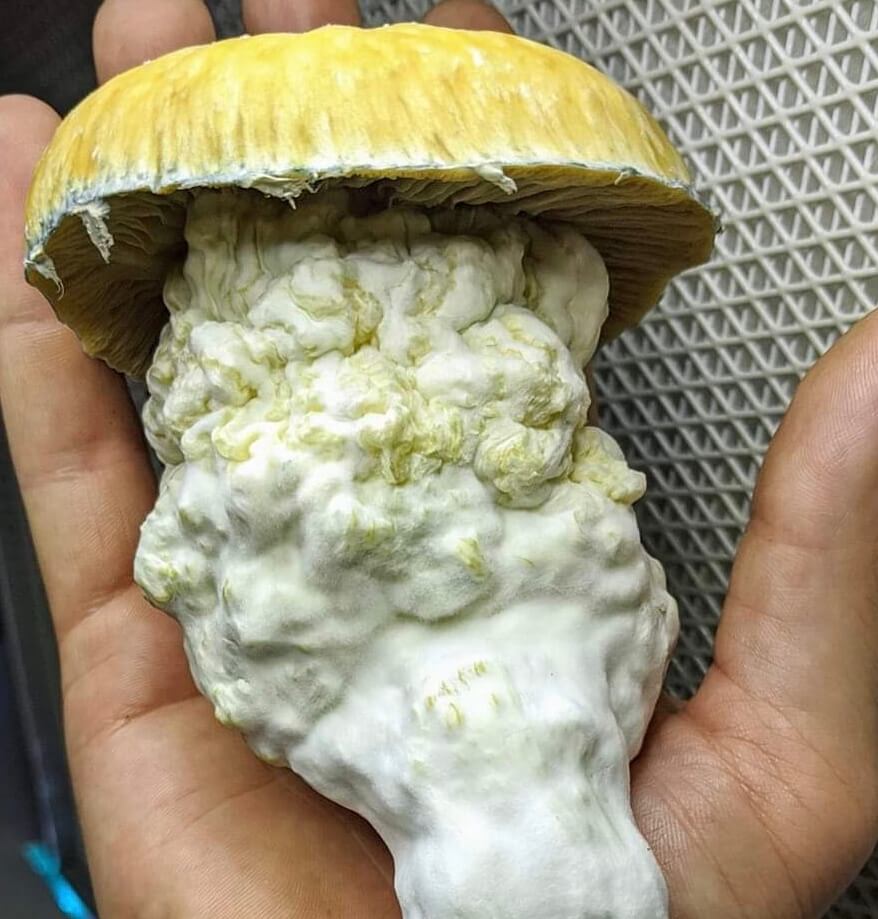 Homepage - Magic Spore