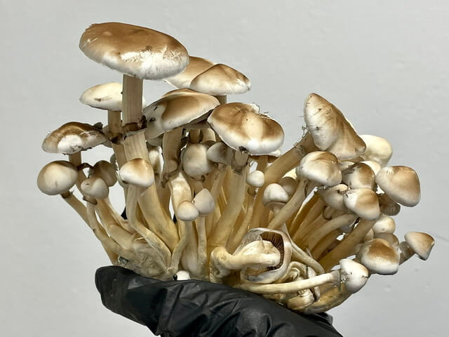 Rusty white - Shithpn - Psilocybe Cubensis
