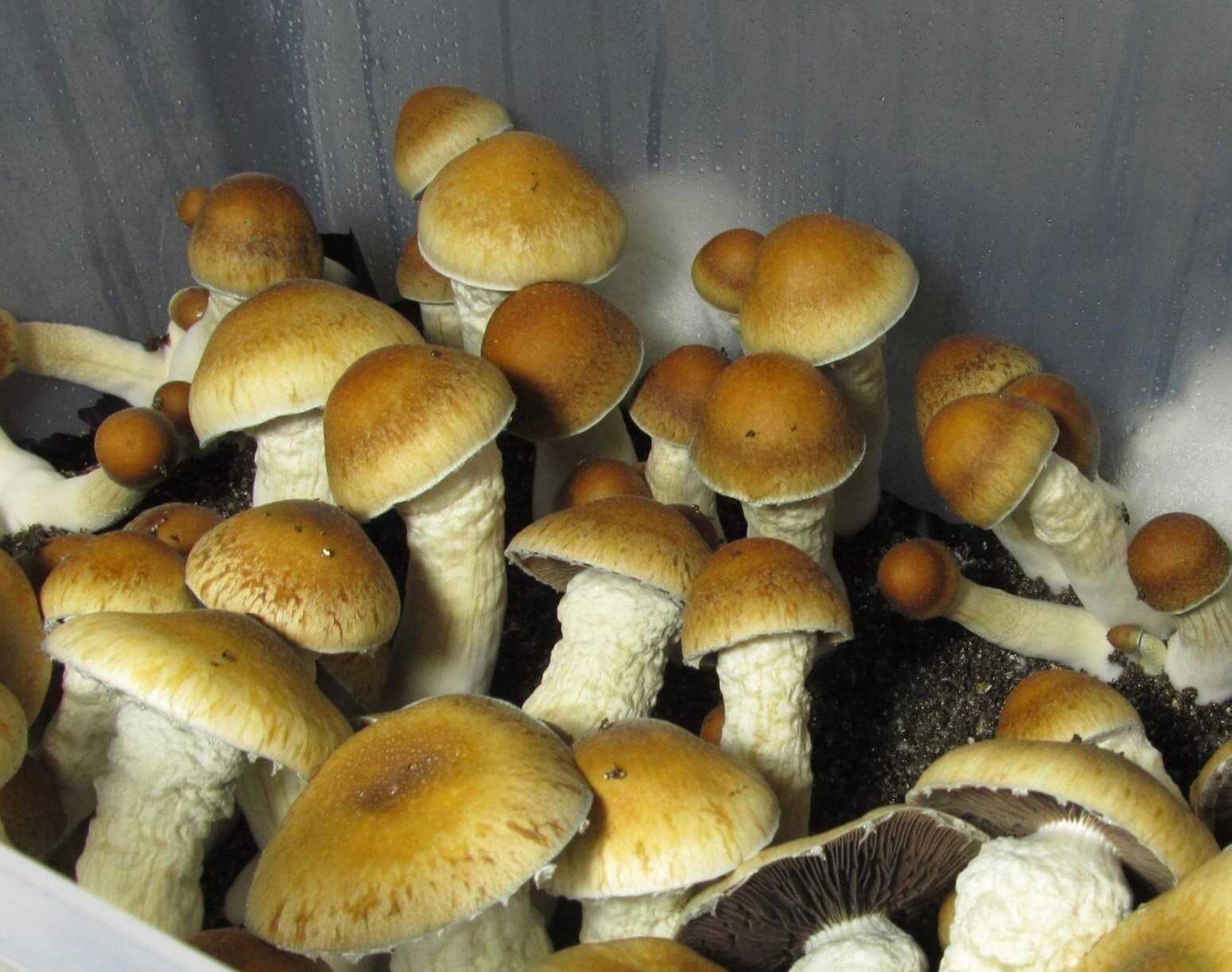 Rusty white - Shithpn - Psilocybe Cubensis