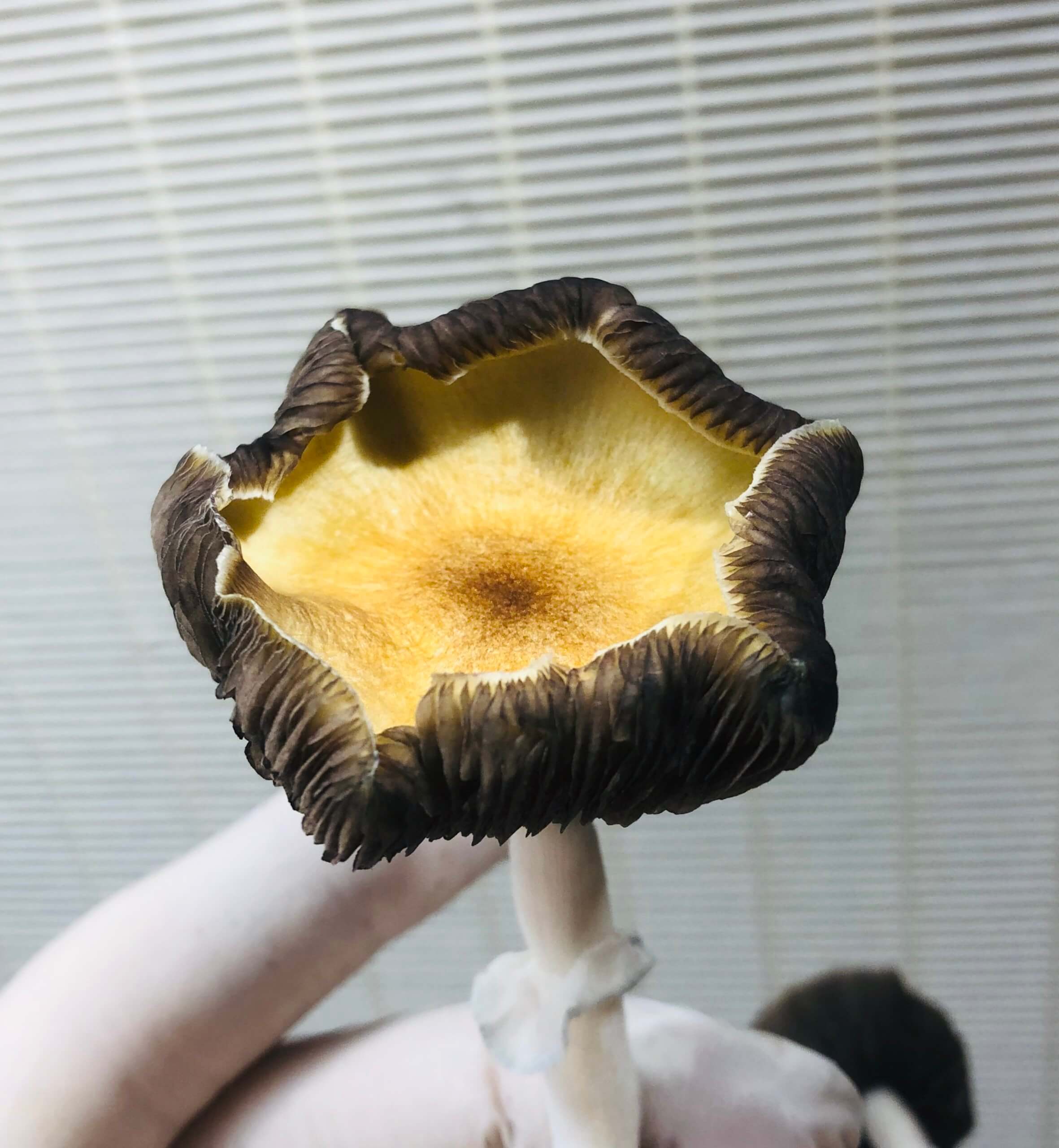 Tidal Wave - Shithpn