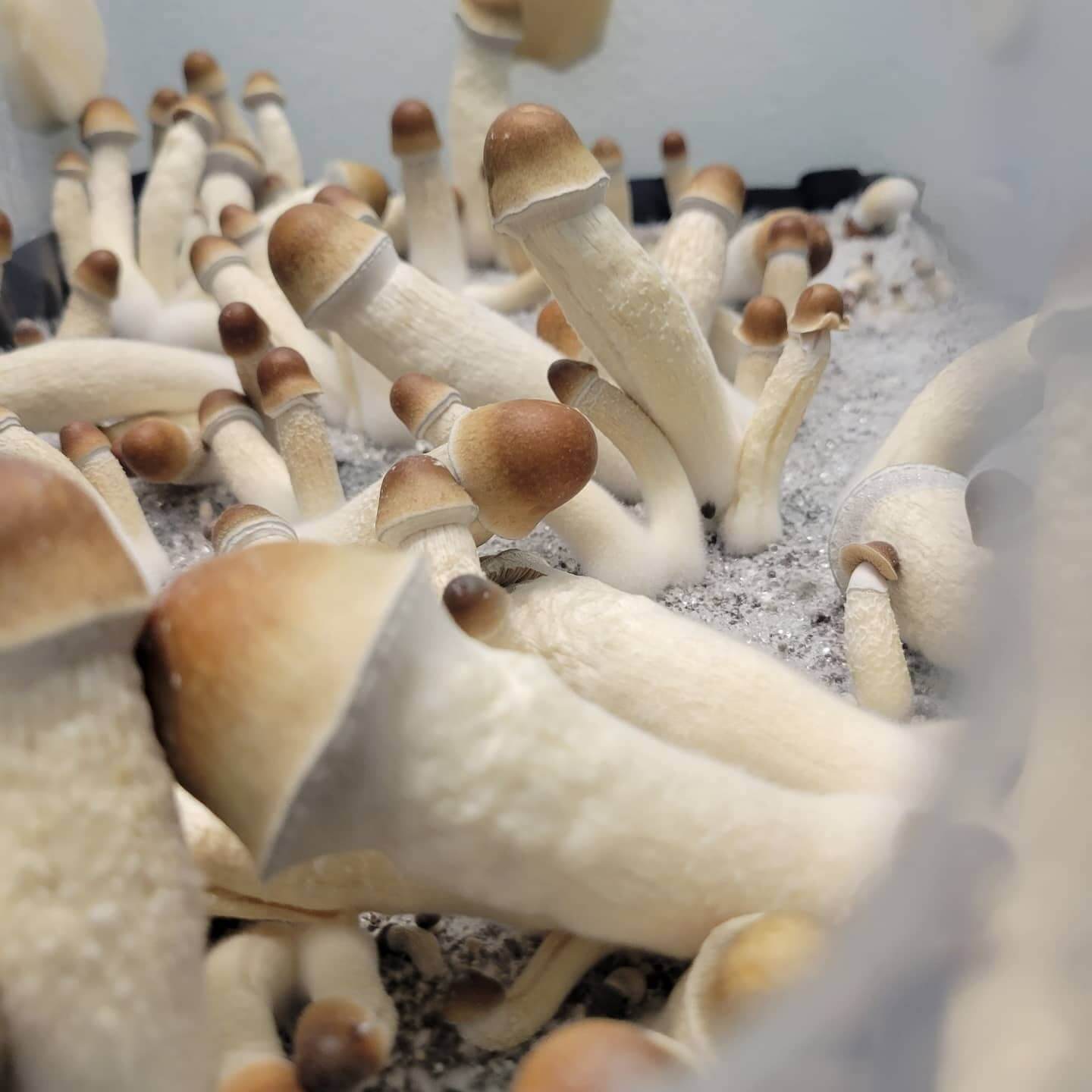 Homepage - Magic Spore