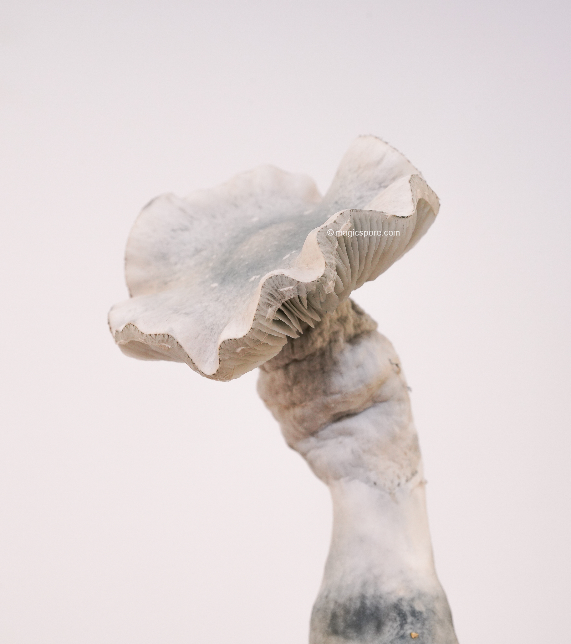 Albino Burma - Ms - Psilocybe Cubensis