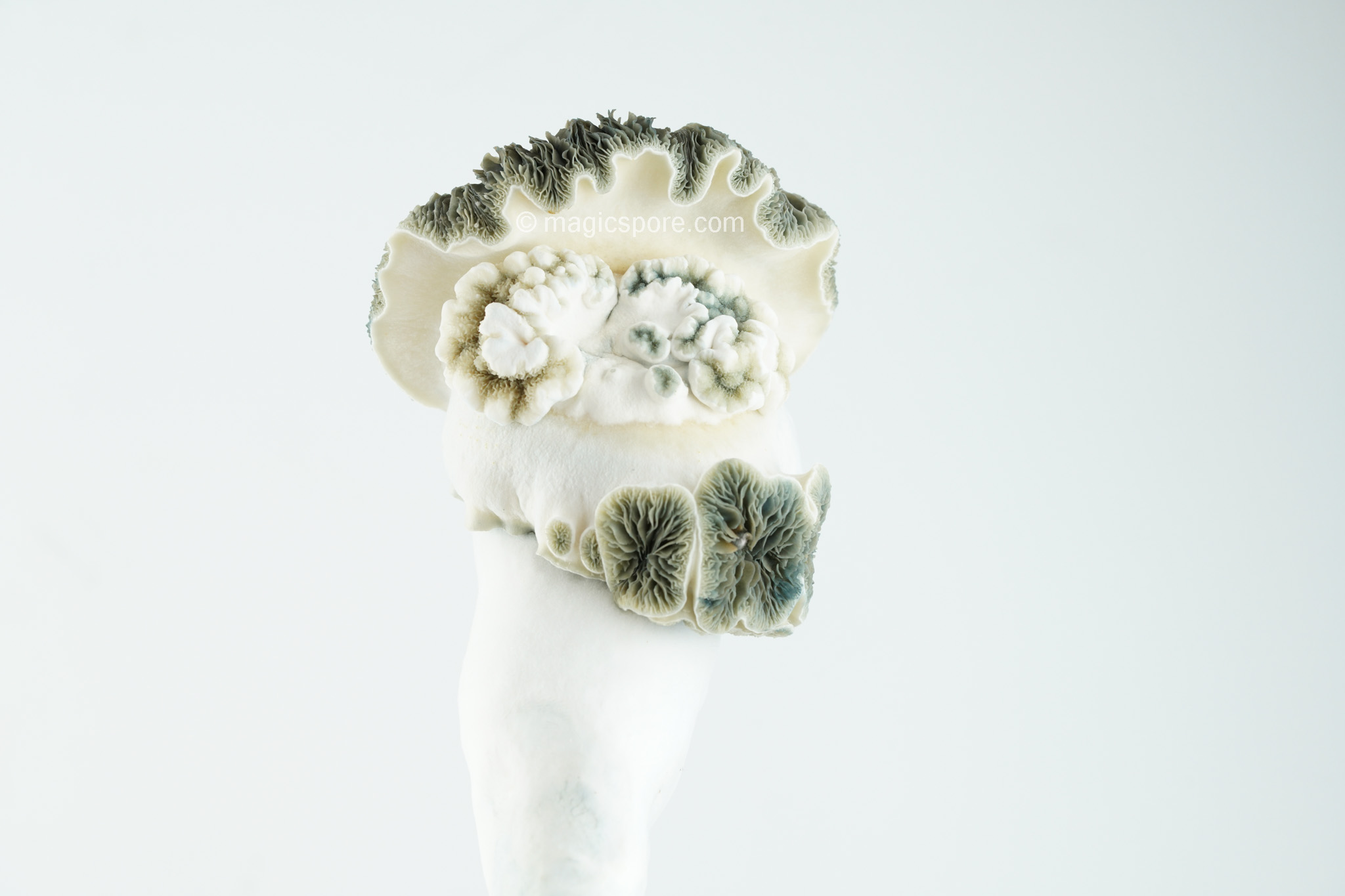 Bluey Vuitton - Mutant - Magicspore - 10ml Liquid Culture Syringe